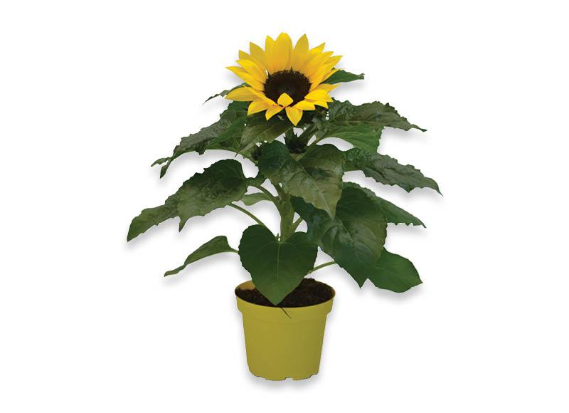 Mazuma.lt | „Žydintis augalas SAULĖGRĄŽA“ parduotuvėje „Iki“