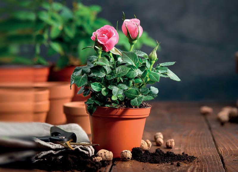 „Vazoninė gėlė ROŽYTĖ“ parduotuvėje „Iki“ | Mazuma.lt