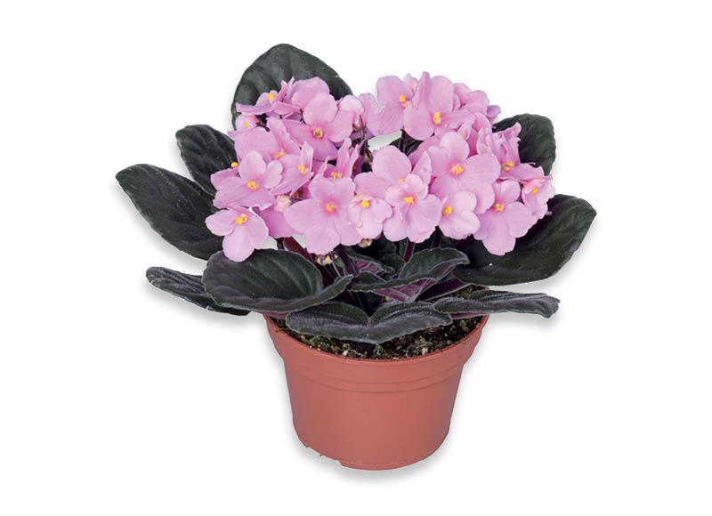 „Vazoninė gėlė kalija, 1 vaz.“ parduotuvėje „Maxima“ | Mazuma.lt