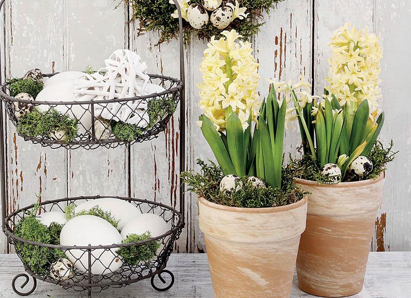 „Vazoninė gėlė hiacintas“ parduotuvėje „Iki“ | Mazuma.lt