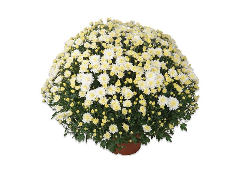 „Vienmetis vienspalvis augalas CHRIZANTEMA“ parduotuvėje „Iki“ | Mazuma.lt