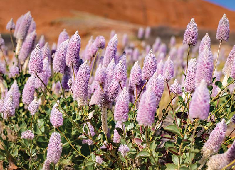 „Vienmetis augalas UODEGAŽIEDIS“ parduotuvėje „Iki“ | Mazuma.lt