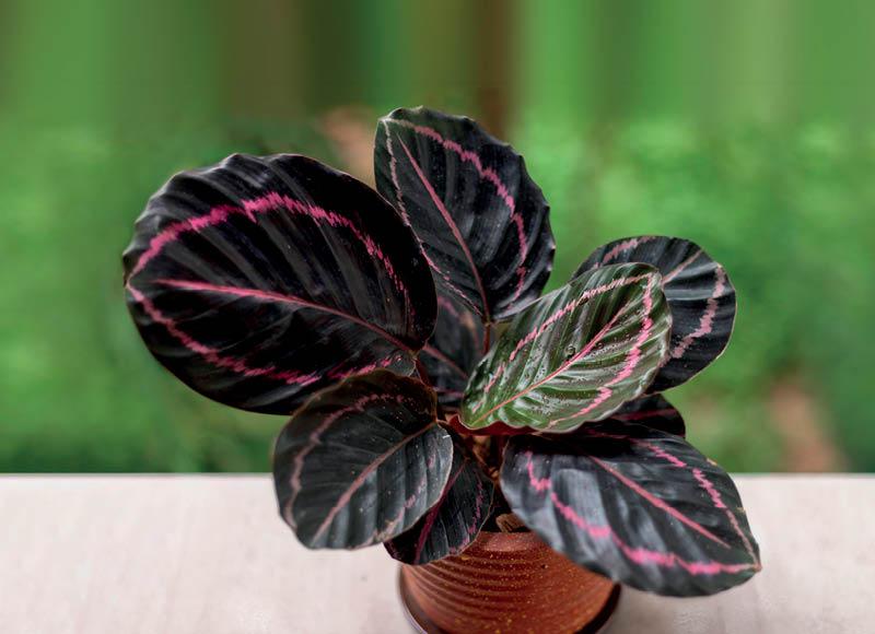 „Lapinis augalas KALATĖJA SURPRICESTAR“ parduotuvėje „Iki“ | Mazuma.lt