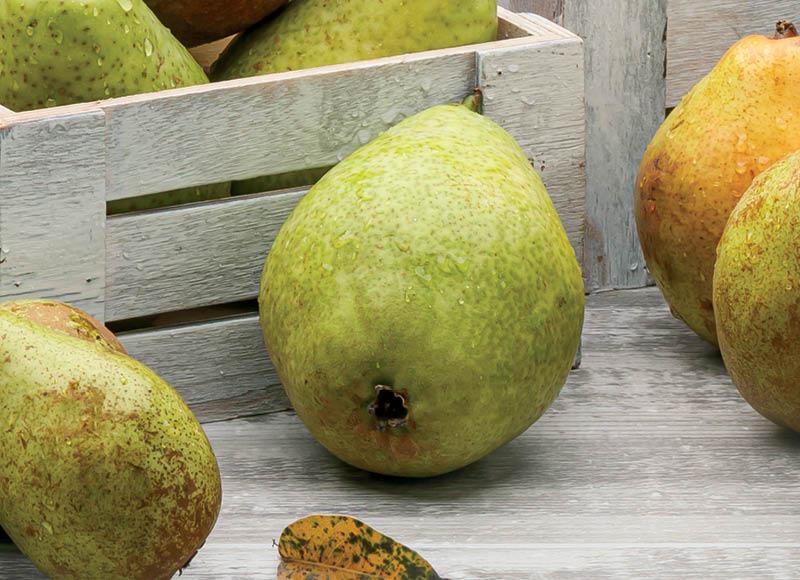 „Sveriamos kriaušės KLAPSA“ parduotuvėje „Iki“ | Mazuma.lt