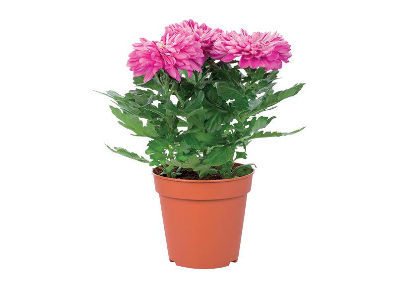 „Augalas CHRIZANTEMA“ akcija parduotuvėje „Iki“ | Mazuma.lt