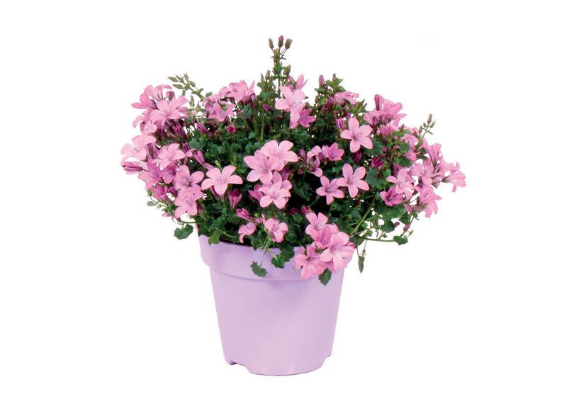 „Daugiametis augalas, katilėlis“ parduotuvėje „Iki“ | Mazuma.lt