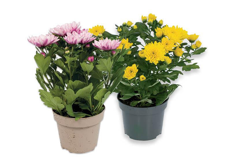 Mazuma.lt | „Vazoninė gėlė, chrizantema“ parduotuvėje „Iki“