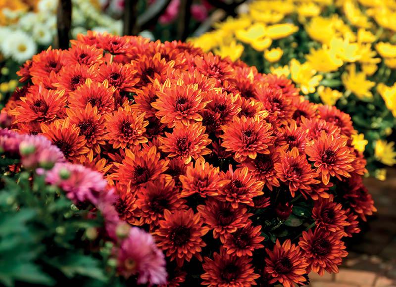 „Vienmetis augalas CHRIZANTEMA“ parduotuvėje „Iki“ | Mazuma.lt