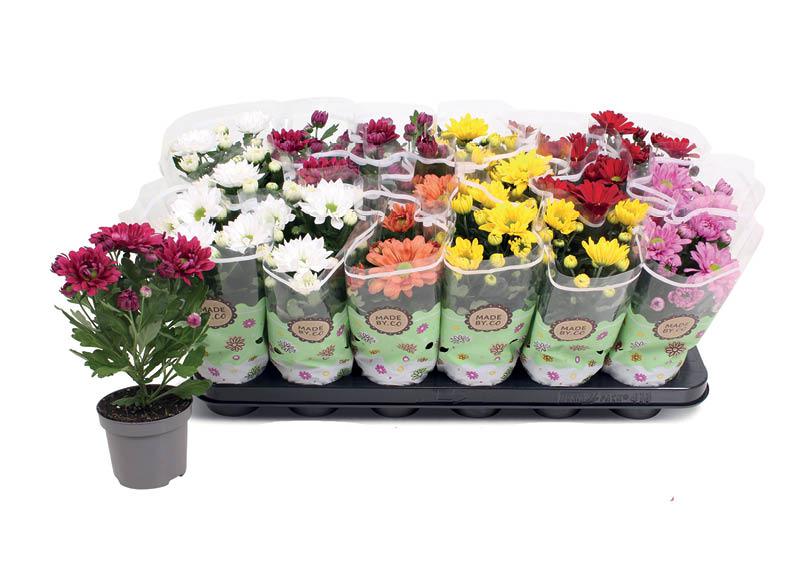 „Žydintis augalas chrizantema“ parduotuvėje „Iki“ | Mazuma.lt