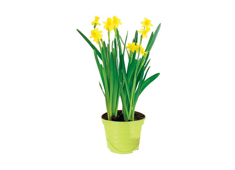 „Vazoninė gėlė narcizas“ parduotuvėje „Iki“ | Mazuma.lt