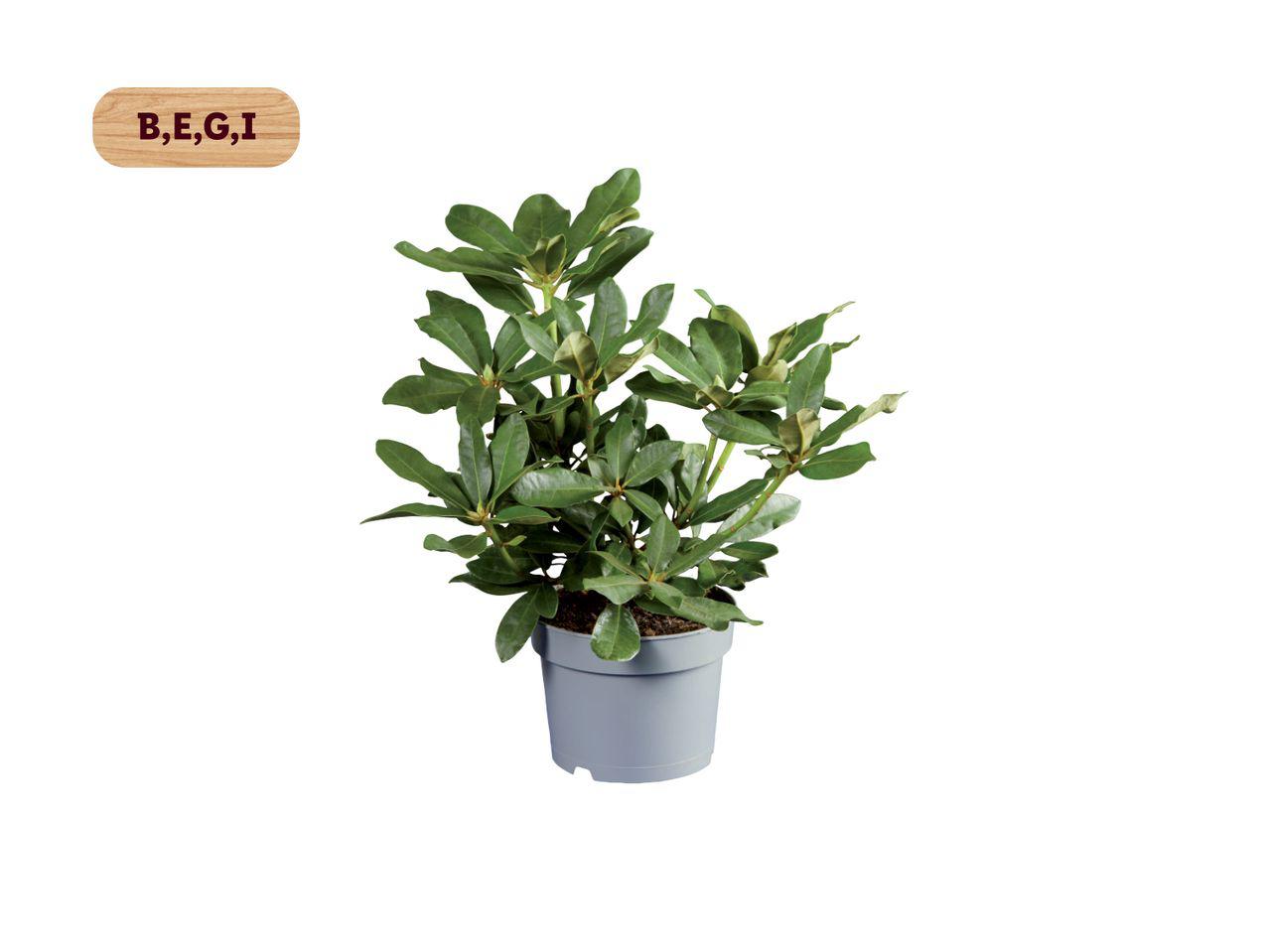 „Rododendras“ parduotuvėje „Lidl“ | Mazuma.lt