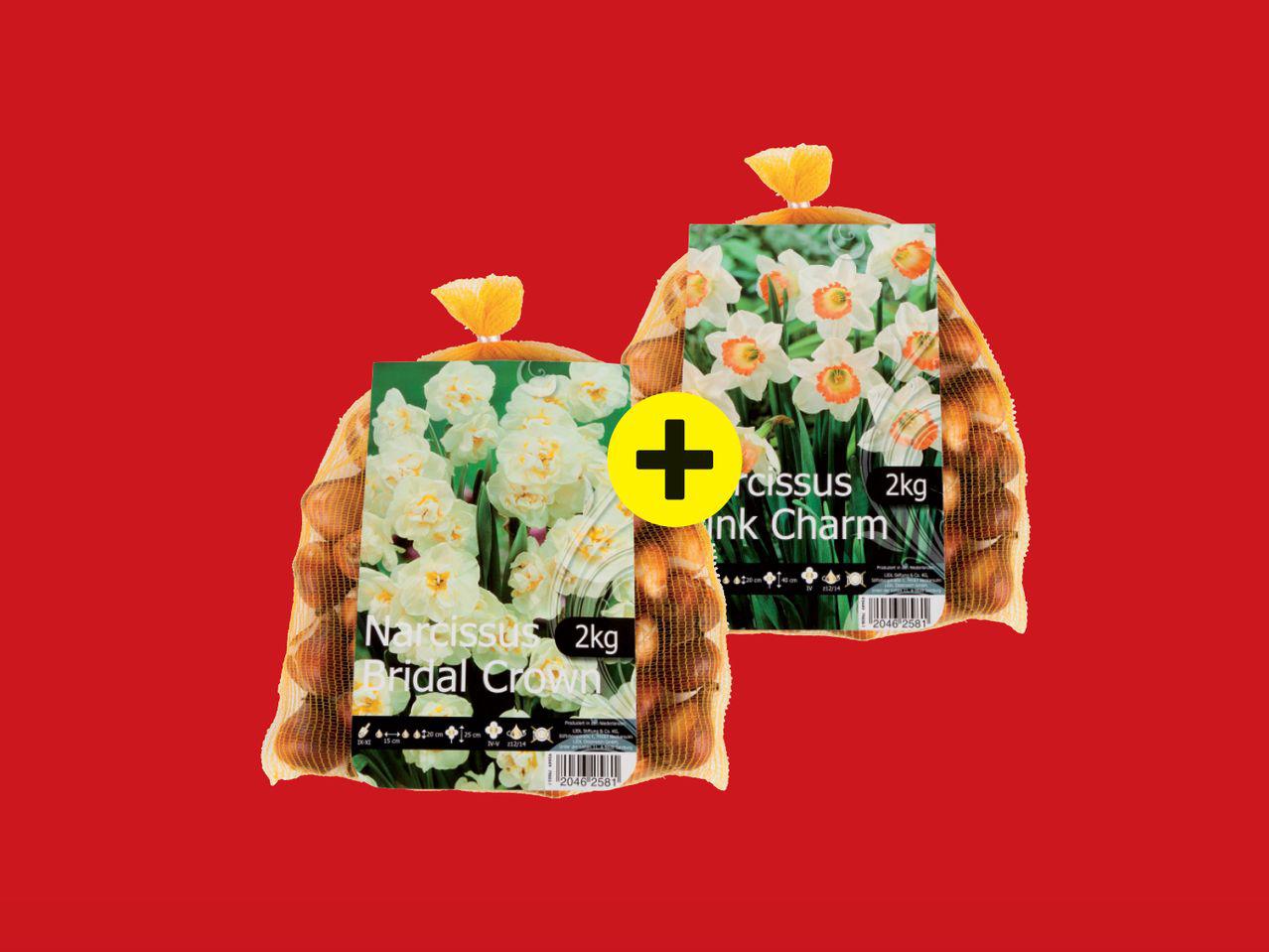 „Narcizų svogūnėliai“ parduotuvėje „Lidl“ | Mazuma.lt