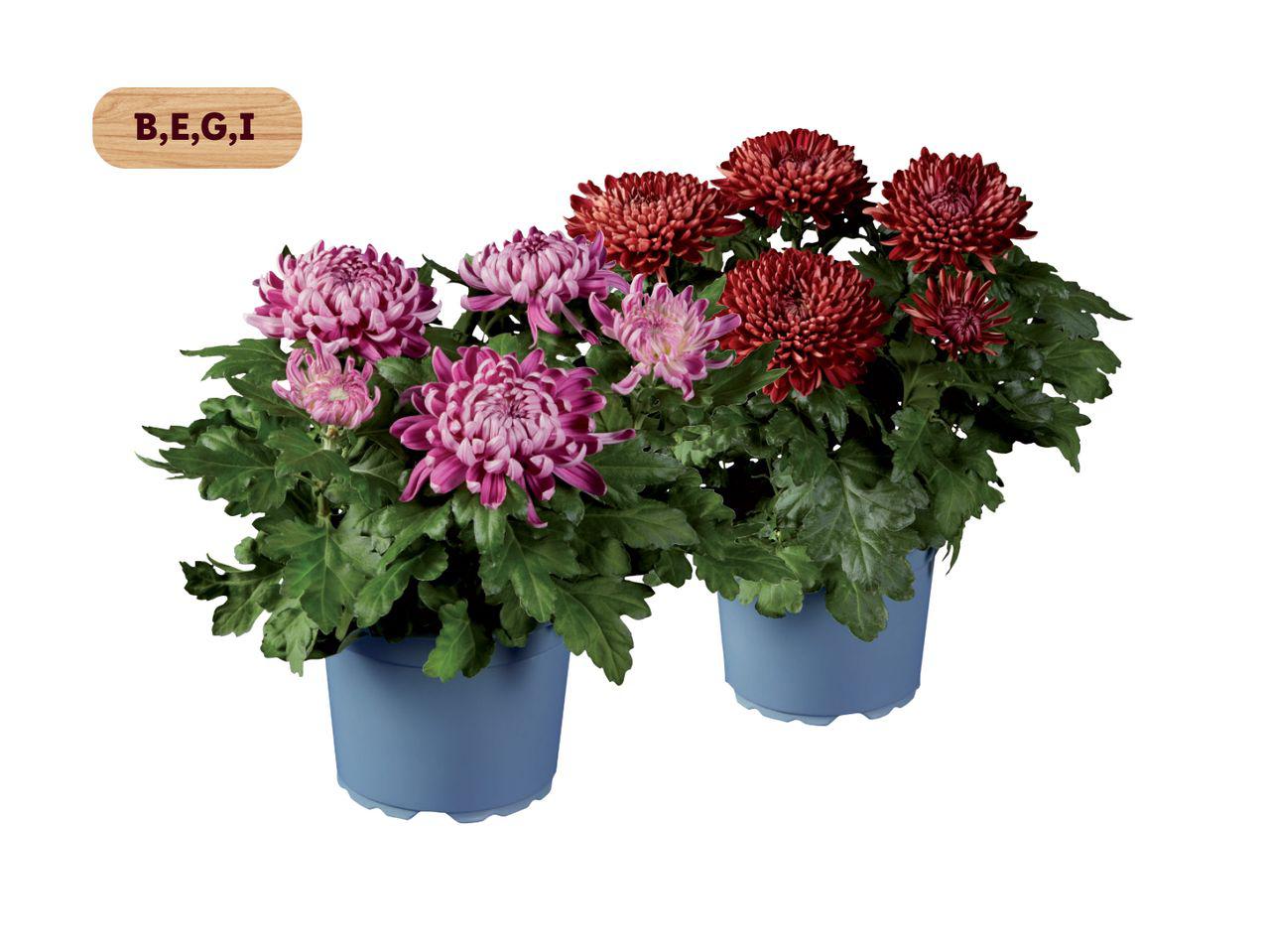 „Stambiažiedė chrizantema“ parduotuvėje „Lidl“ | Mazuma.lt