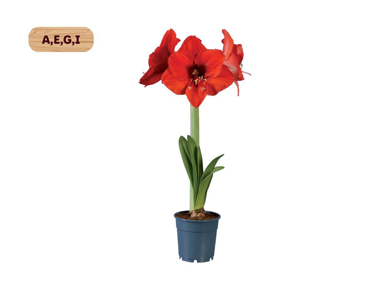 „Vienstiebis amarilis“ parduotuvėje „Lidl“ | Mazuma.lt