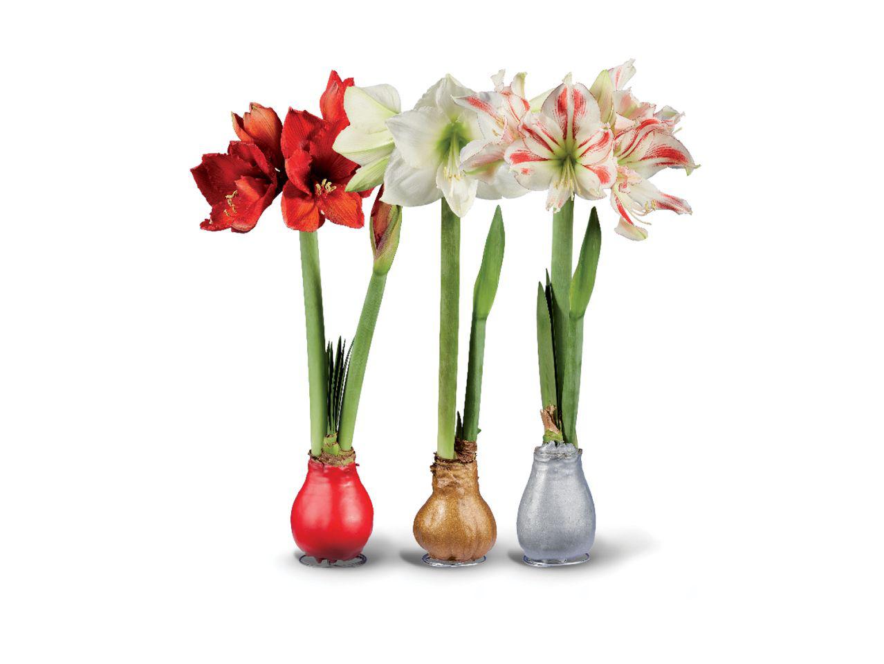 „Vaškuotas amarilis“ parduotuvėje „Lidl“ | Mazuma.lt