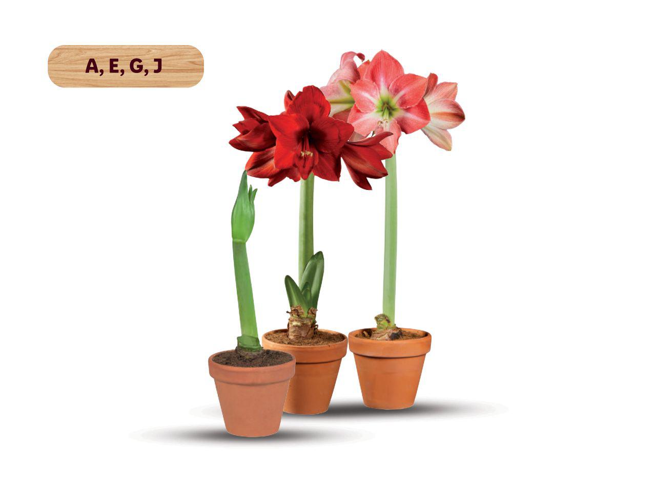 „Soruolė“ parduotuvėje „Lidl“ | Mazuma.lt