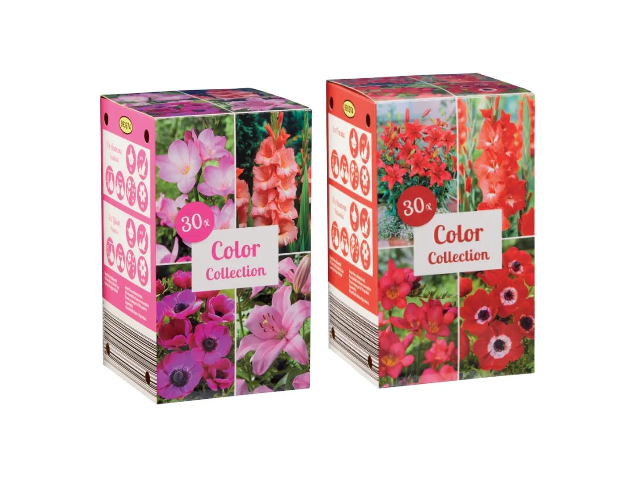 „Gėlių svogūnėliai „Colour Collection““ akcija parduotuvėje „Lidl“ | Mazuma.lt