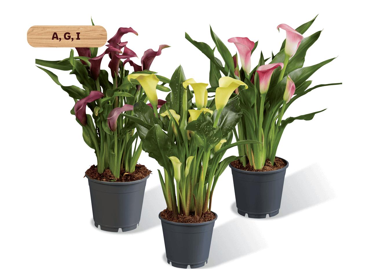 „Hebė“ parduotuvėje „Lidl“ | Mazuma.lt