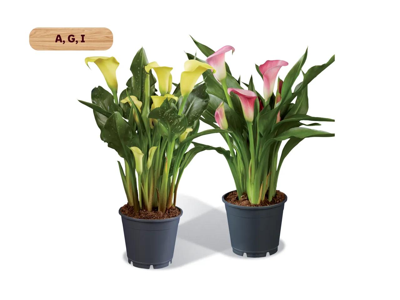 „Kalija“ akcija parduotuvėje „Lidl“ | Mazuma.lt