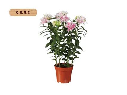 „Lelija“ akcija parduotuvėje „Lidl“ | Mazuma.lt