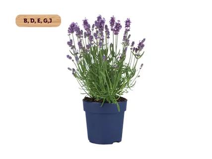 „Levanda „Angustifolia““ parduotuvėje „Lidl“ | Mazuma.lt