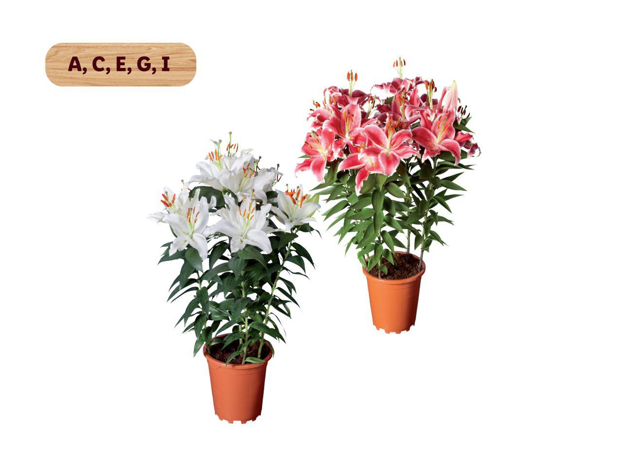 „Rytietiška lelija“ parduotuvėje „Lidl“ | Mazuma.lt