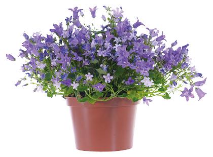 Mazuma.lt | „Vazoninė gėlė katilėlis, 1 vaz.“ parduotuvėje „Maxima“