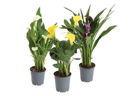 „Kalija, 1 vaz.“ parduotuvėje „Maxima“ | Mazuma.lt