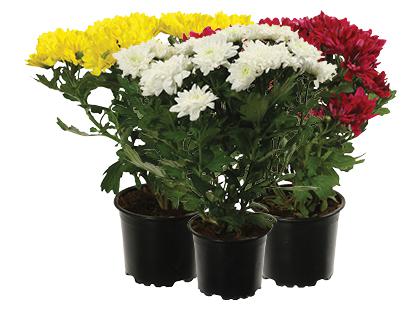 Mazuma.lt | „Vazoninė gėlė chrizantema, įvairių spalvų, 1 vnt ...