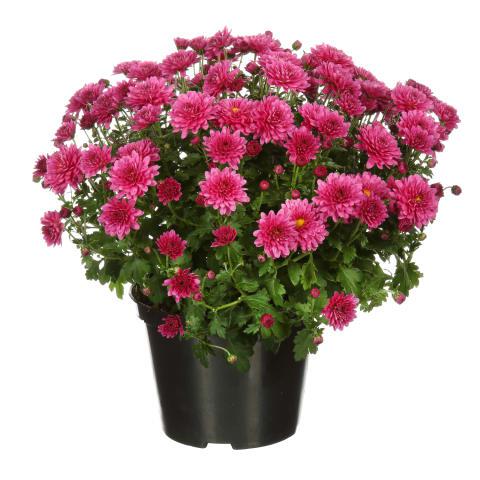 „Chrizantema, 1 Vnt.“ parduotuvėje „Rimi“ | Mazuma.lt